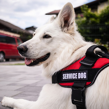 5 reasons why having a service dog can make a difference | Portsmouth ...
